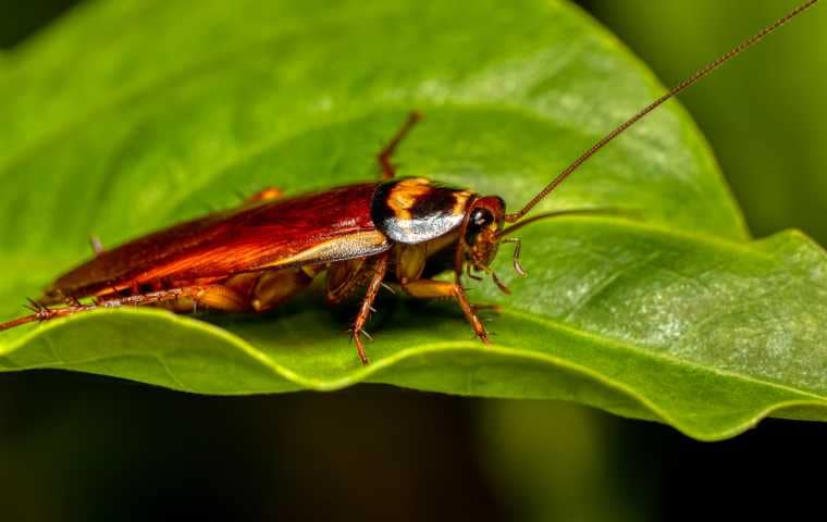 Cockroaches - Oracle Services Pest Explorer